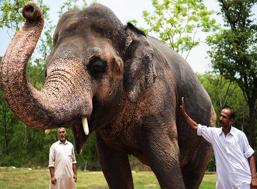 Kavaan the lonely elephant at Islamabad Zoo suffering 'mental illness'
