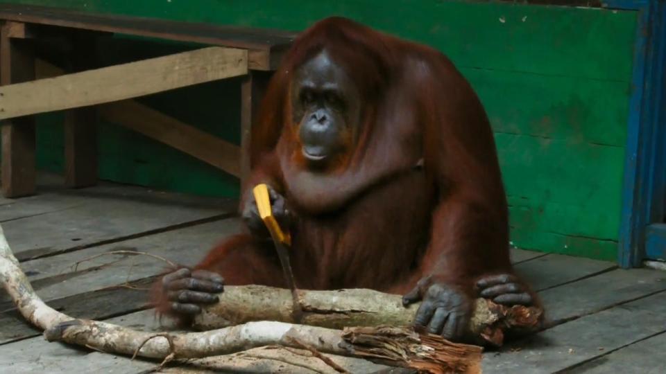 Incredible footage shows orangutan using SAW to cut tree branches