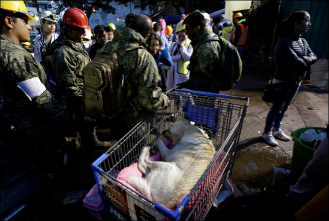 Frida the rescue dog emerges as hero of Mexican earthquake