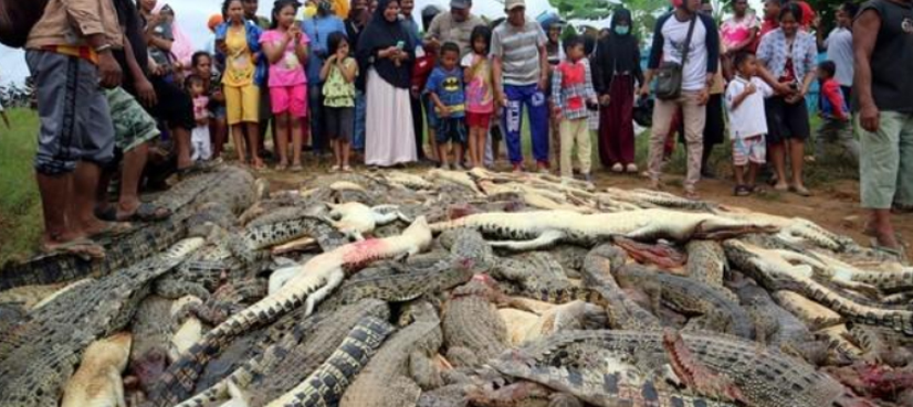 Villagers kill nearly 300 crocodiles in revenge attack