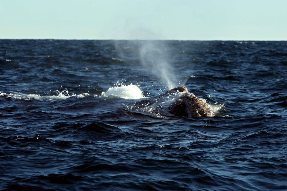 Chilean Patagonia: an open-air lab to study climate change