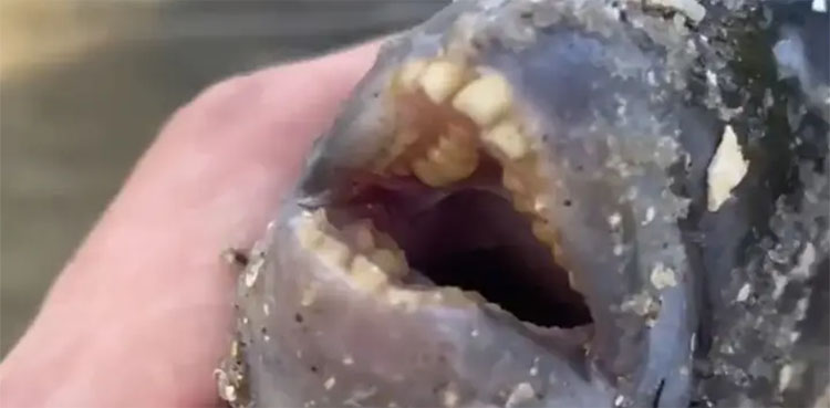 Fisherman catches fish with 'human-like teeth'