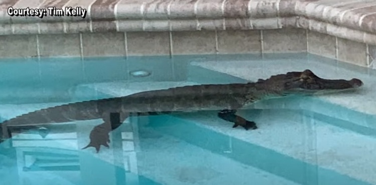 WATCH: Massive alligator patrols couple's lanai, swims in backyard pool