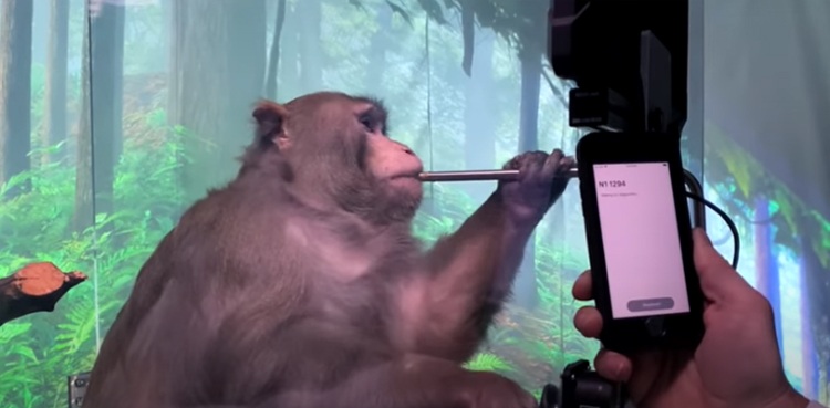 Video shows monkey playing Pong with its brain-computer technology