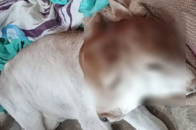 Mutant calf born with two heads, see pictures