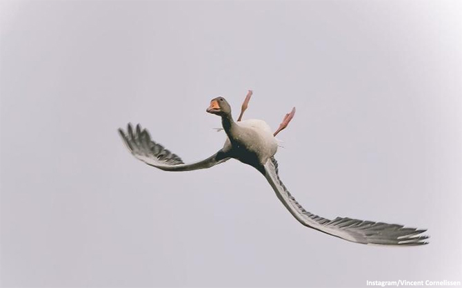 Unusual photo of goose flying upside down captures people's attention