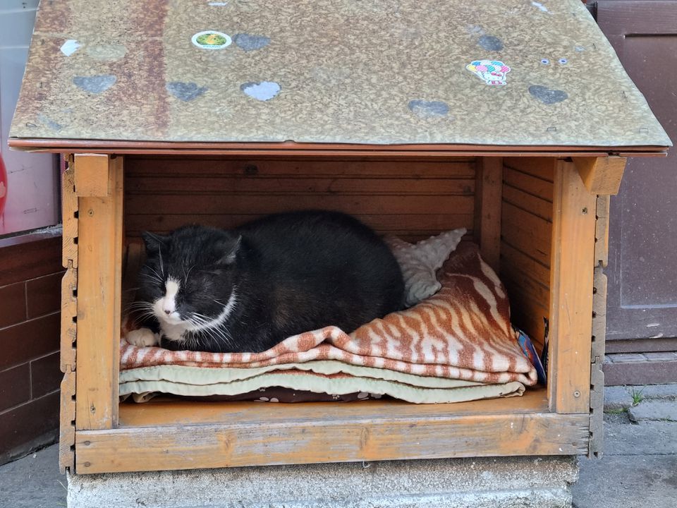 Gacek: Kim Kardashian of the cat world